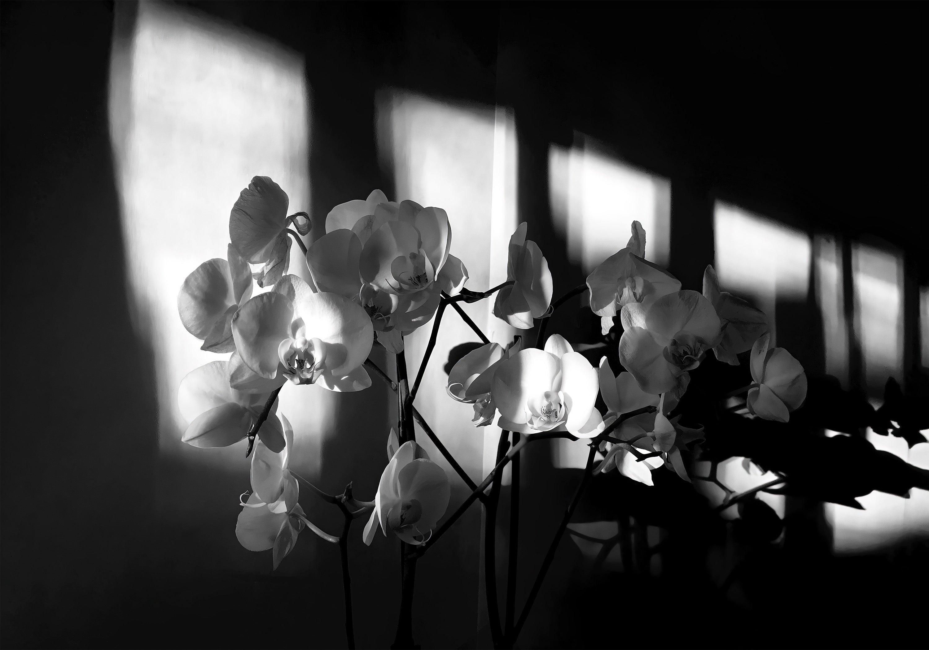 Shadows and Light – ArtLifting