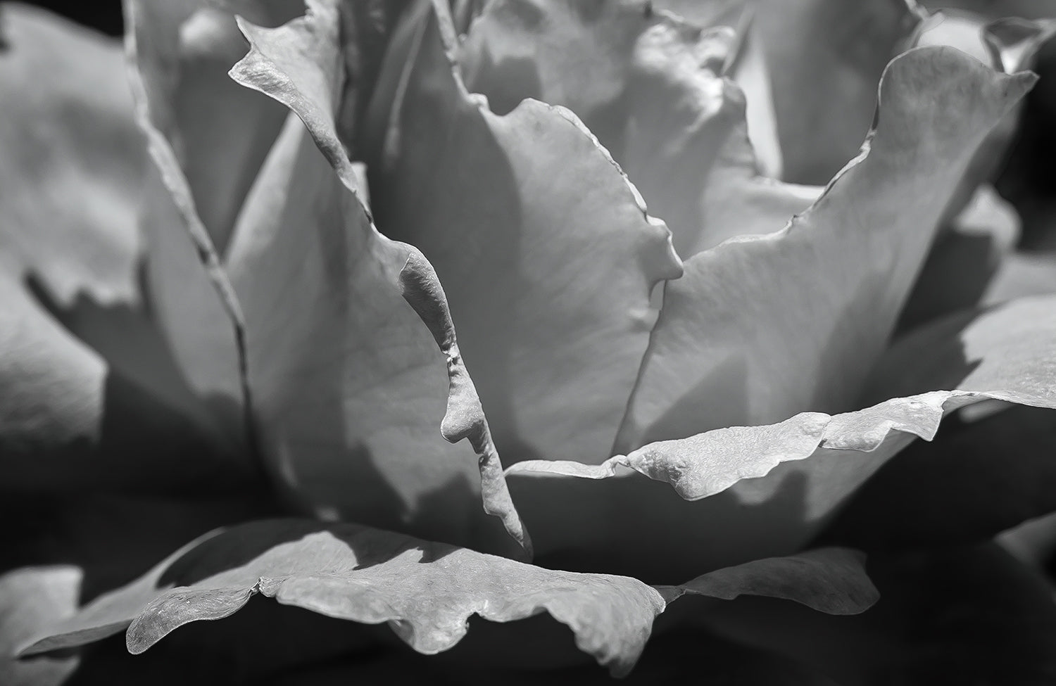 Lines Into – ArtLifting