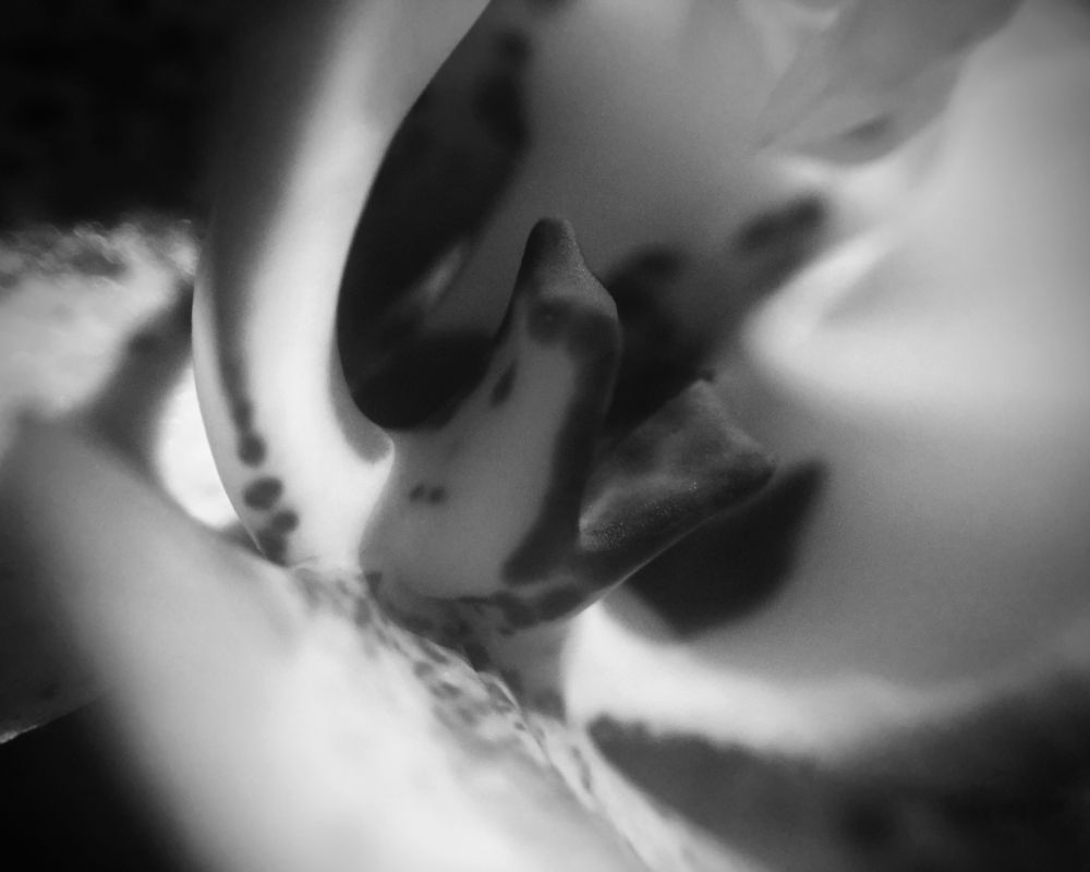 By the Light of the Silvery Moon – ArtLifting