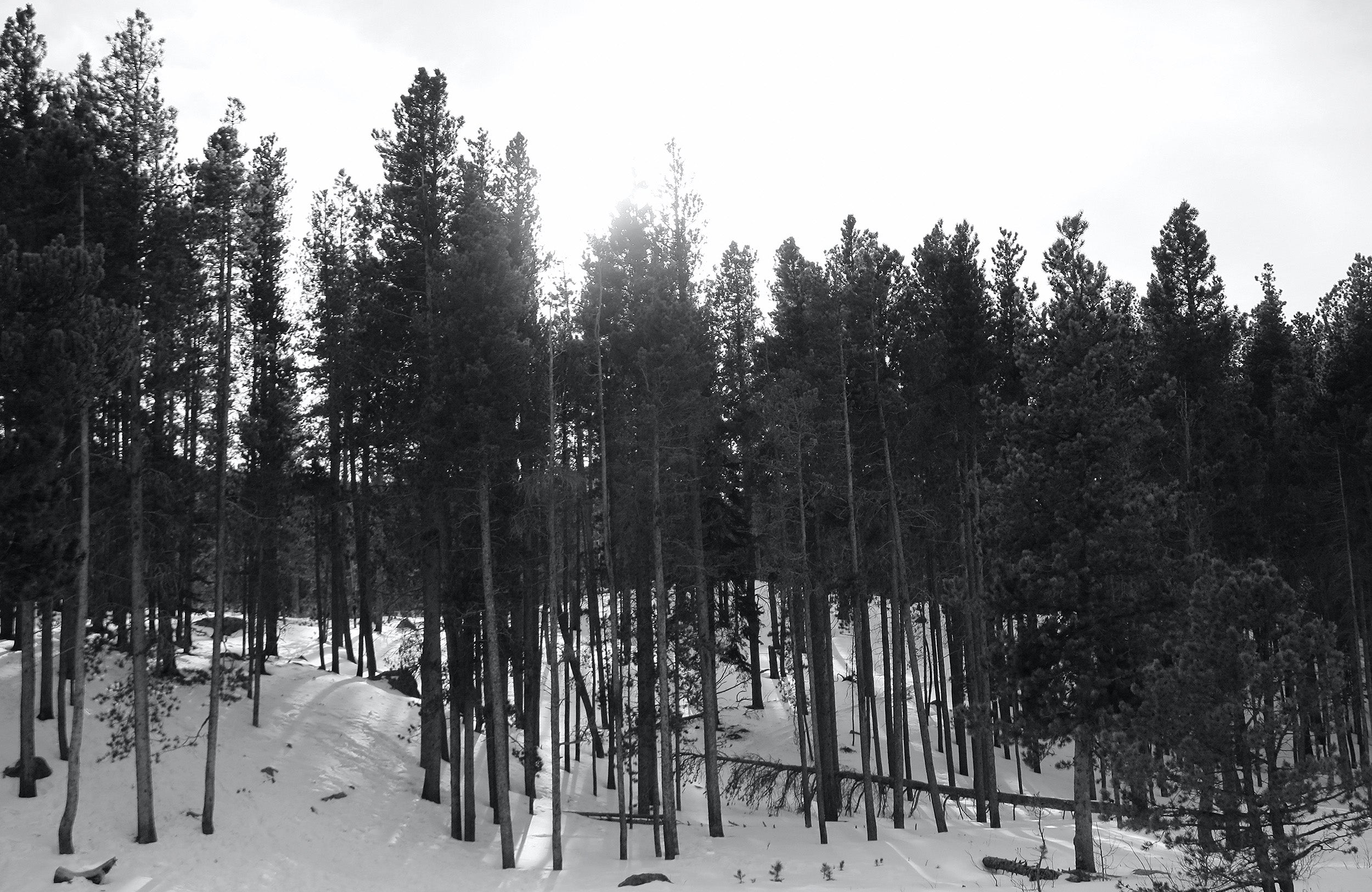 Trees in the Sun – ArtLifting