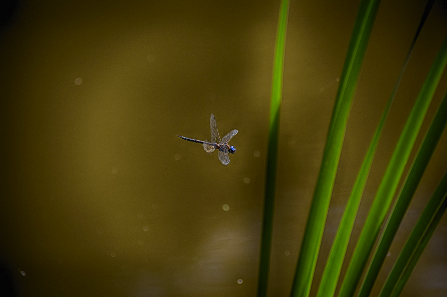 Dragonfly in Flight – ArtLifting