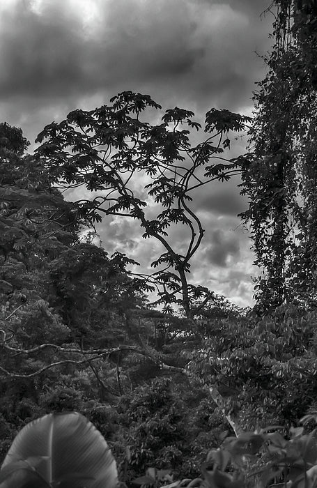 Rain Forest – ArtLifting