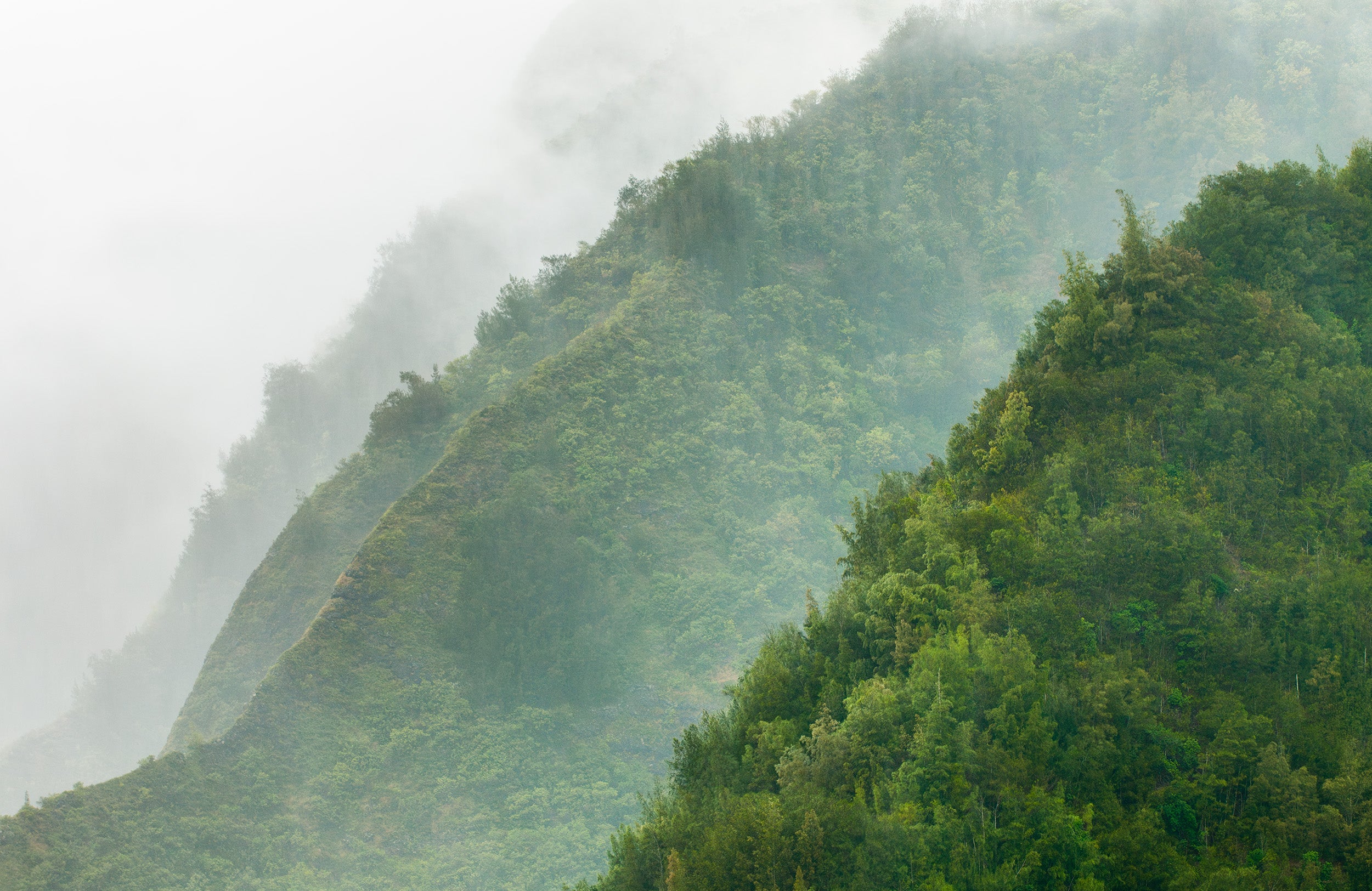 Scented Veil – ArtLifting