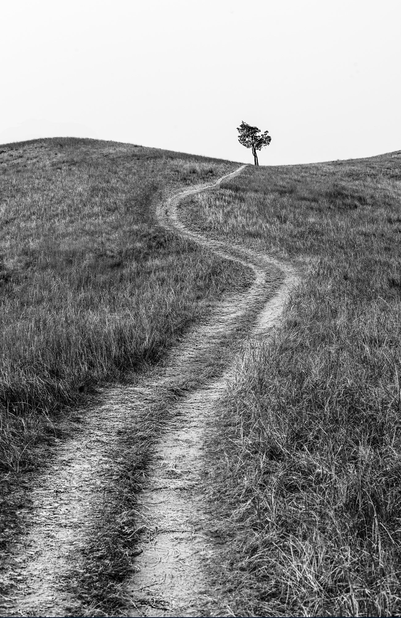 Path to the Tree – ArtLifting