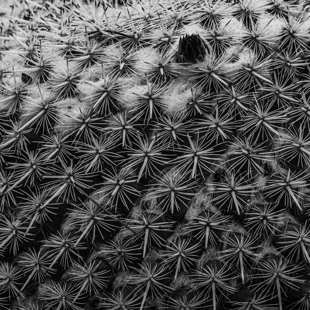 Desert Textures, Barrel Cactus – ArtLifting