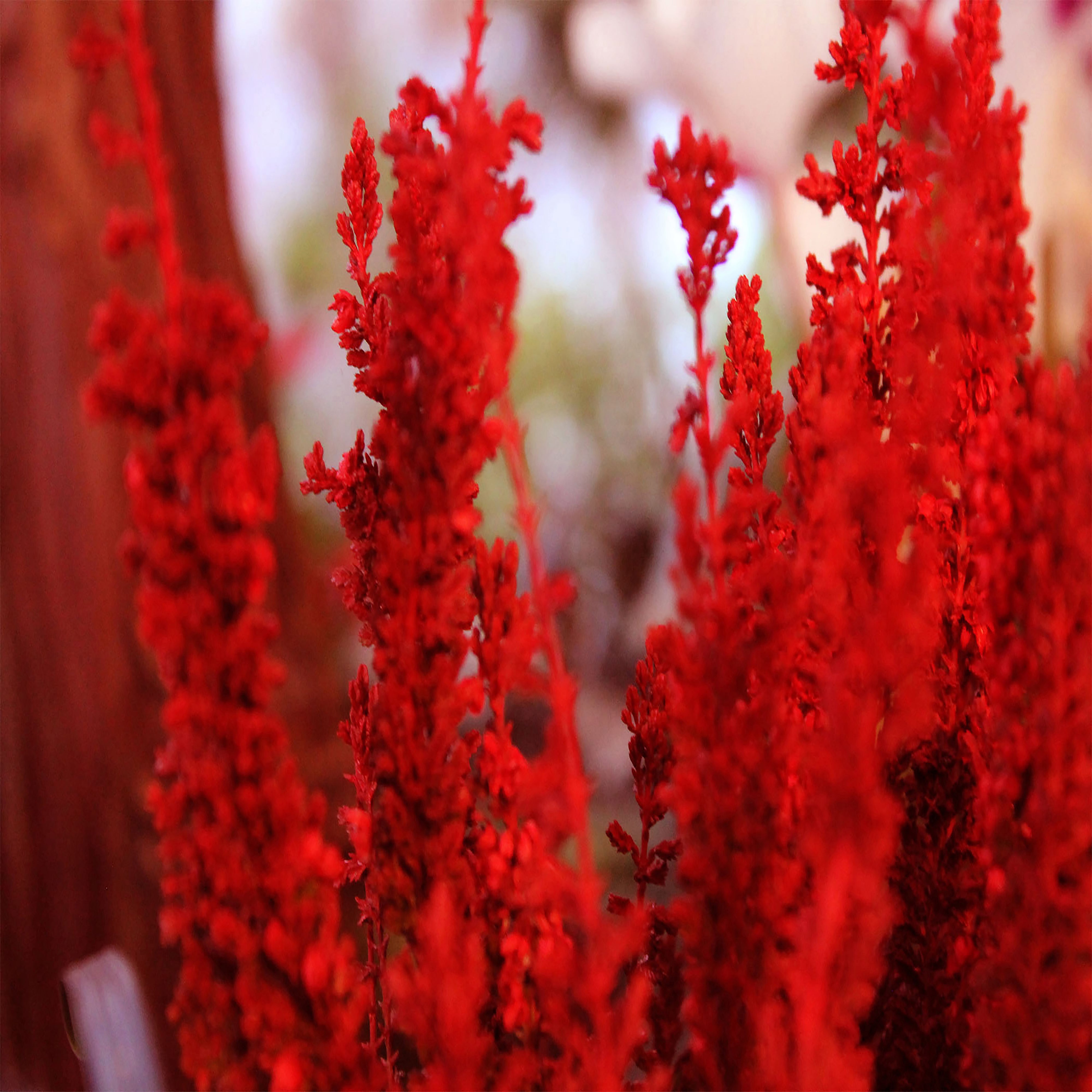 Le Rouge – ArtLifting