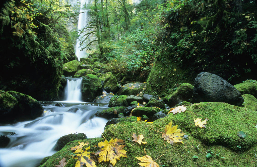 Symphony in Green – ArtLifting