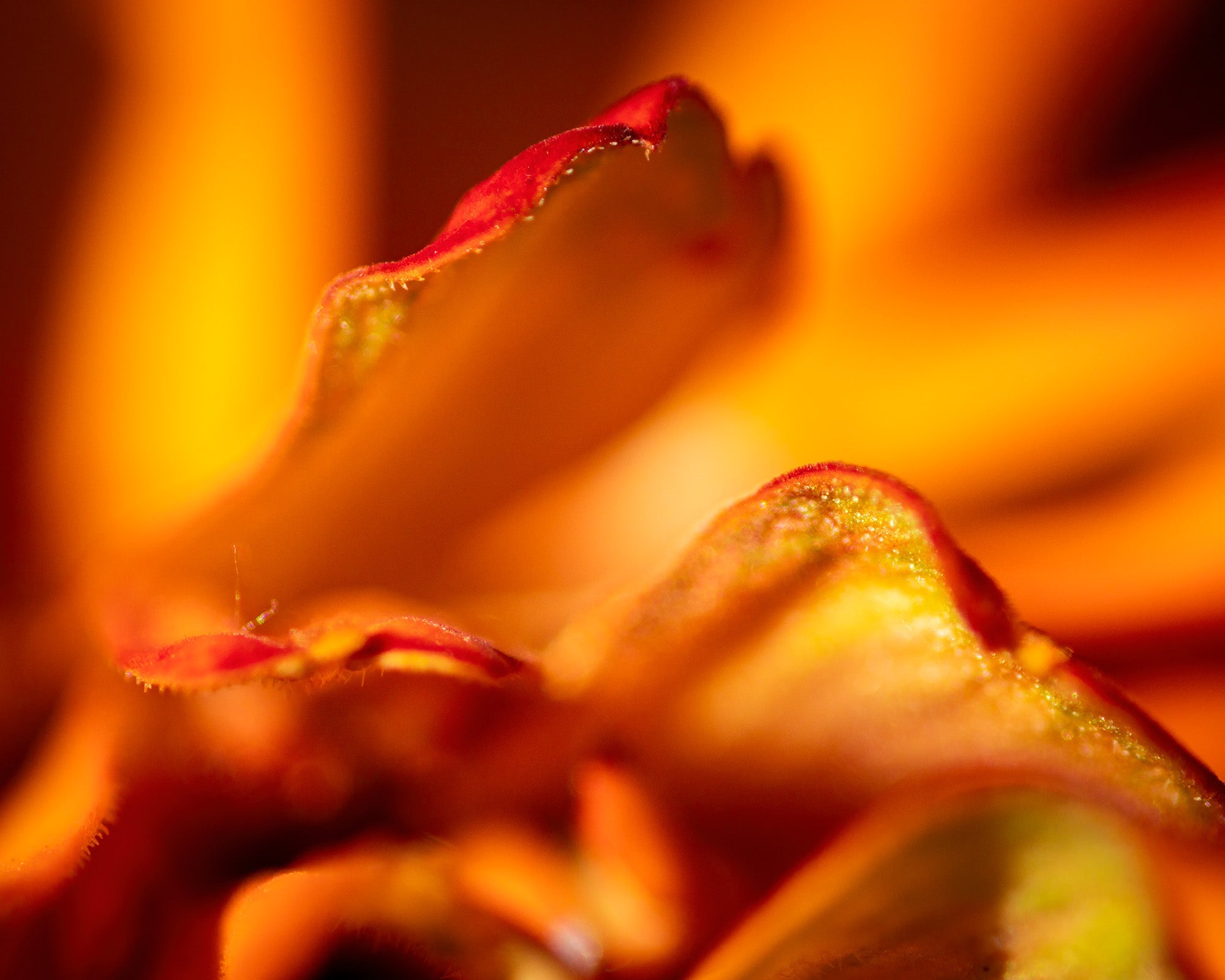 Ember Eruption – ArtLifting