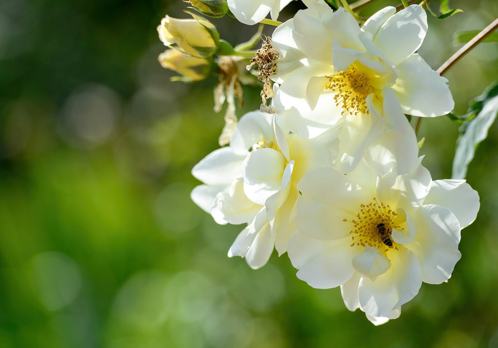 Sol de Flores – ArtLifting