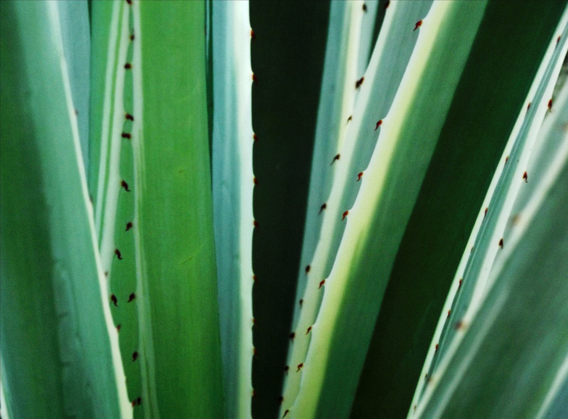 Celebration of Green – ArtLifting