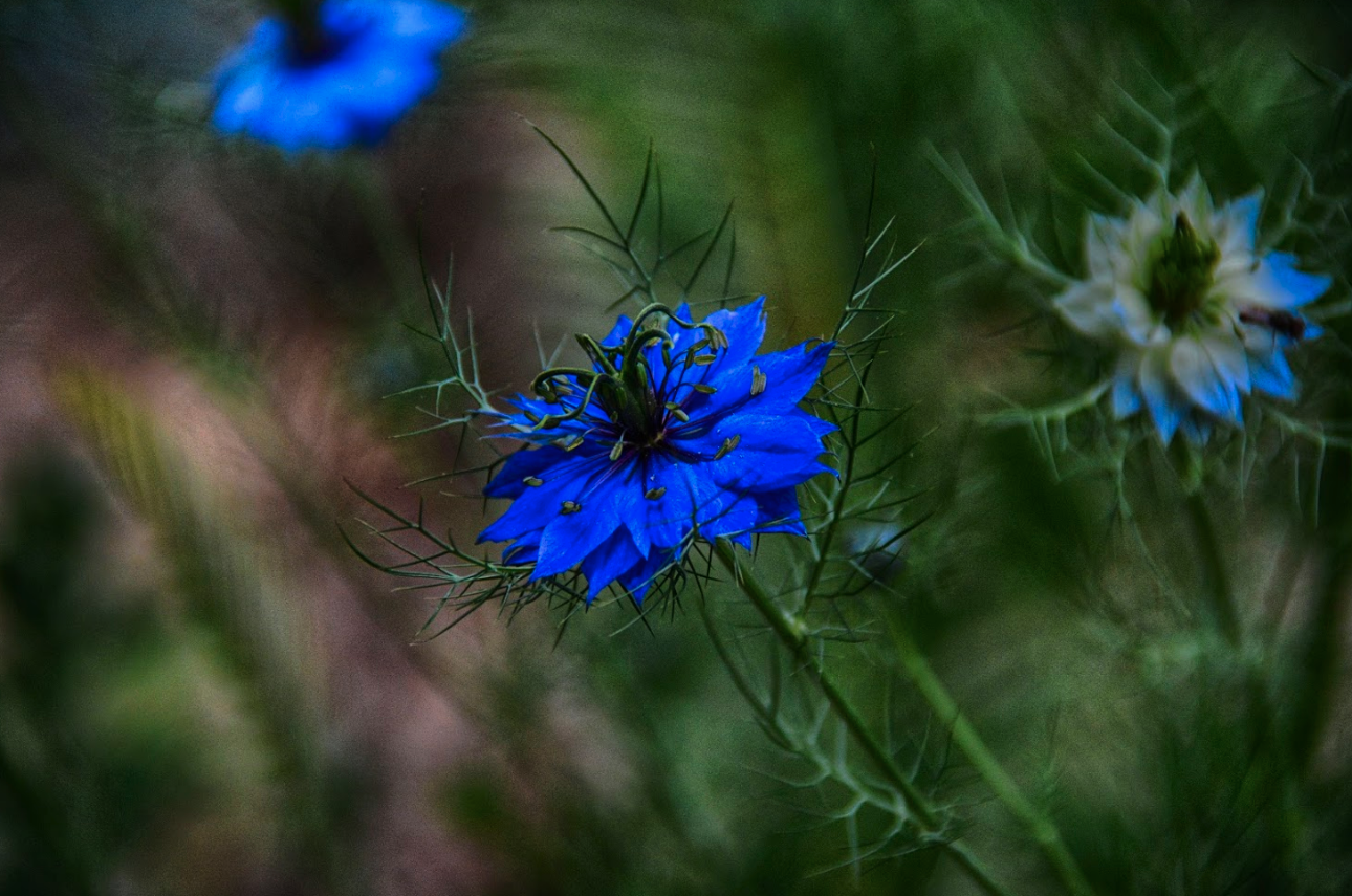 Wild Blue – ArtLifting